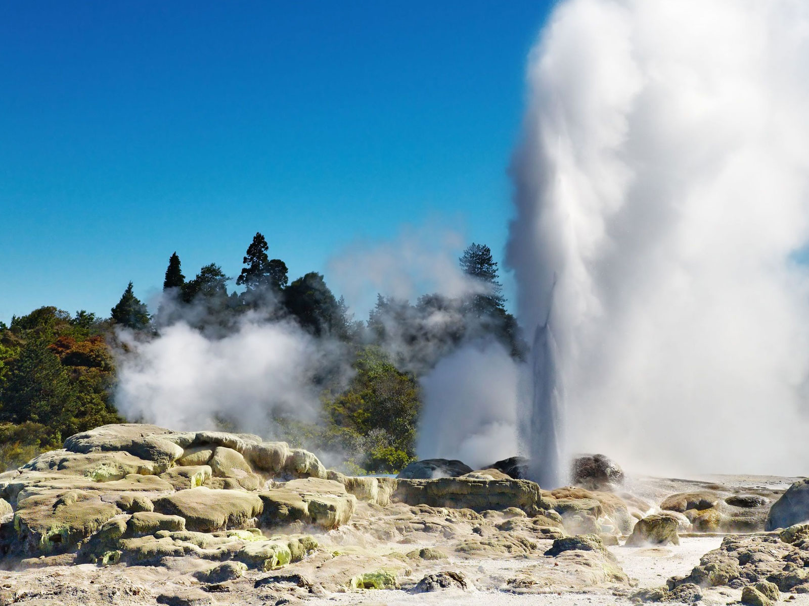 Rotorua Te Puia Geysers Kiwis - Zealandier Tours